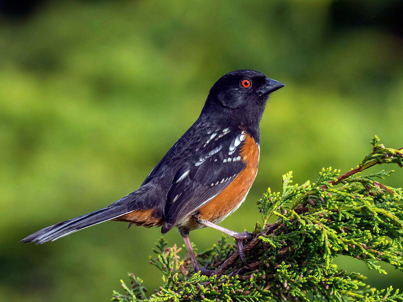 Grays Harbor Birds: Spotted Towhee (Pipilo maculatus) | The Daily World