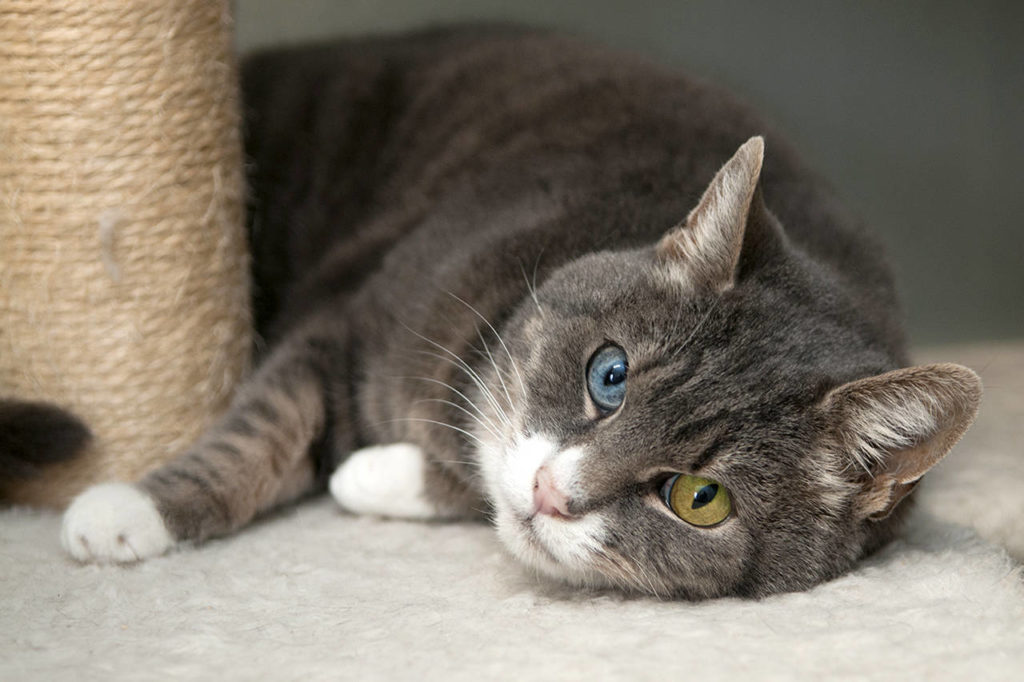 Dizzy: Adoptable Pet of the Week | The Daily World