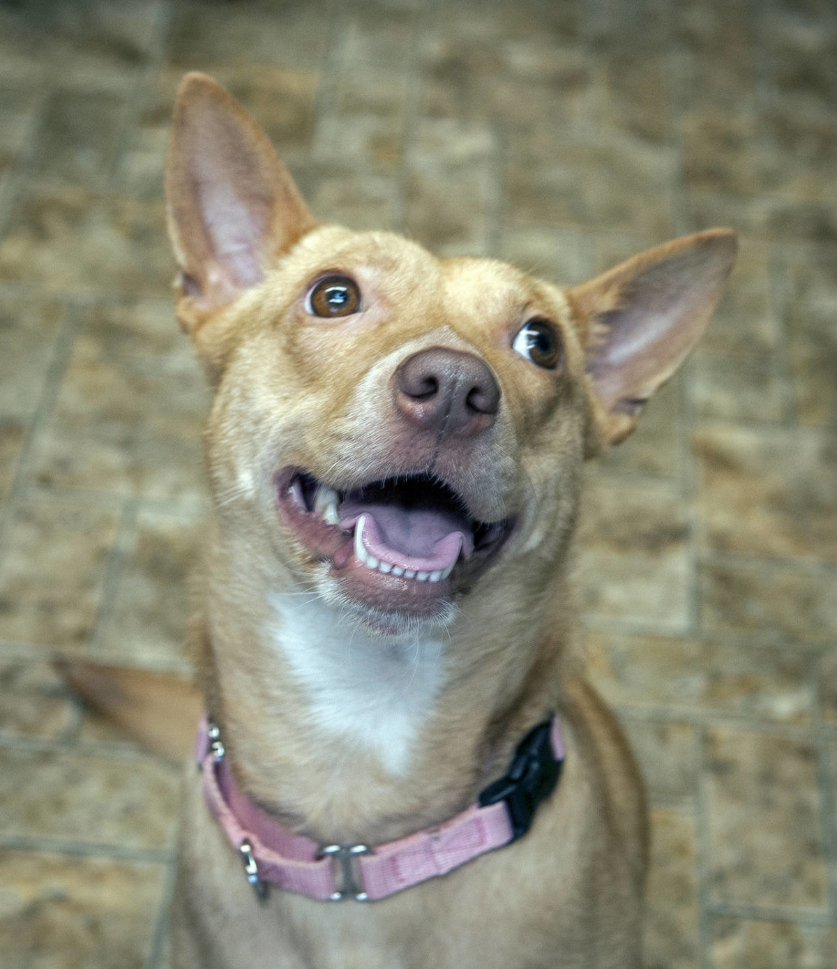 Mouse: Adoptable Pet of the Week | The Daily World