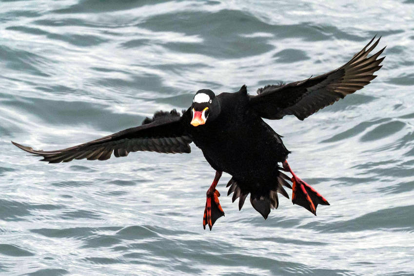 Grays Harbor Birds: Surf Scoter (Melanitta perspicillata) | The Daily World