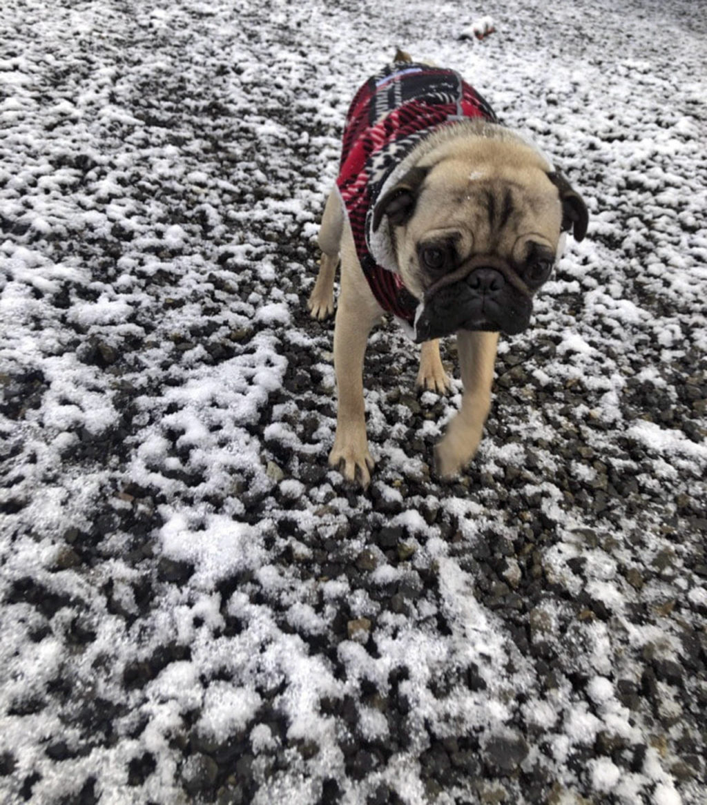 Cool pics: Images from “Snowmageddon 2020” | The Daily World