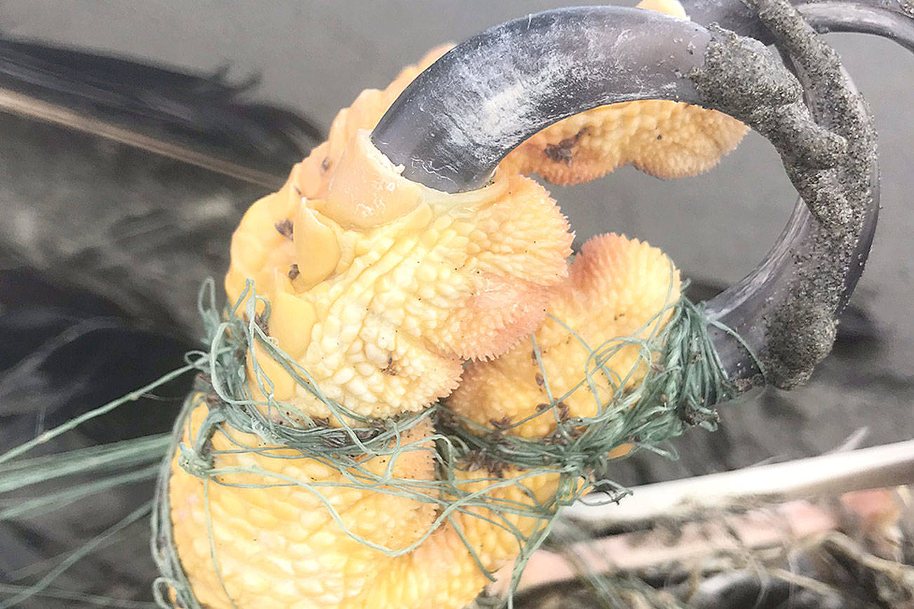 Eagle, smaller bird die after entanglement | The Daily World