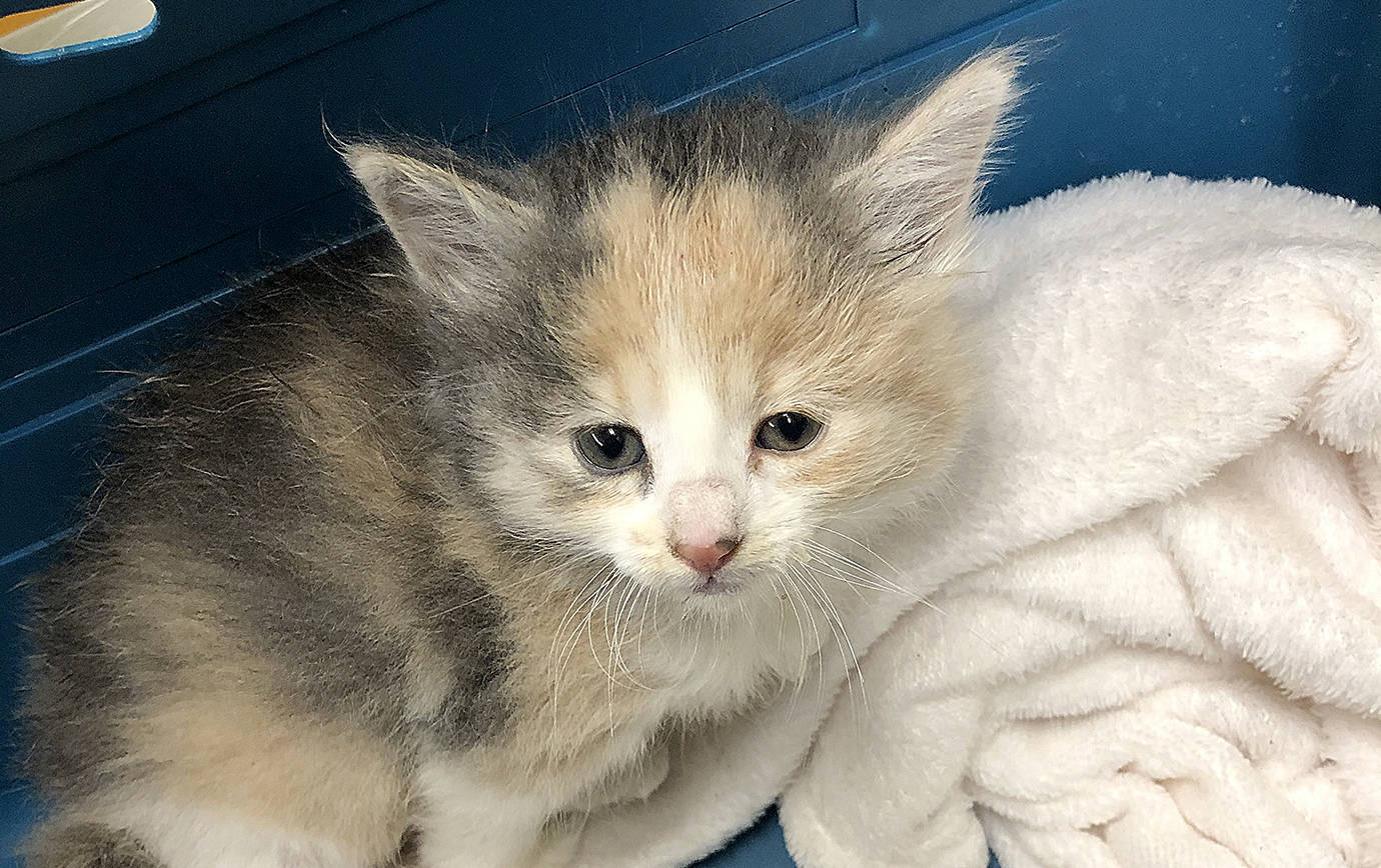 Community rallies to save bitty kitty with a big foot | The Daily World