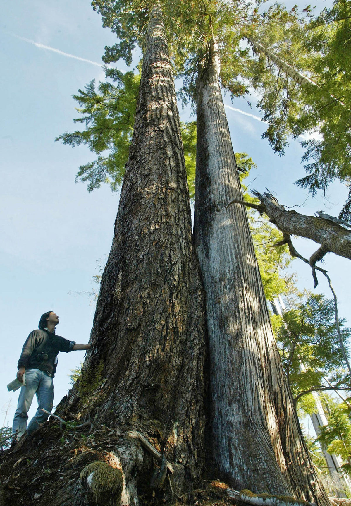 British Columbia’s old-growth trees may soon be gone if policies don’t ...