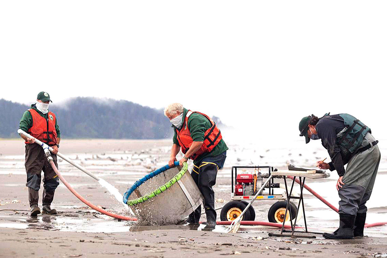 Clam population surges seen along coast | The Daily World