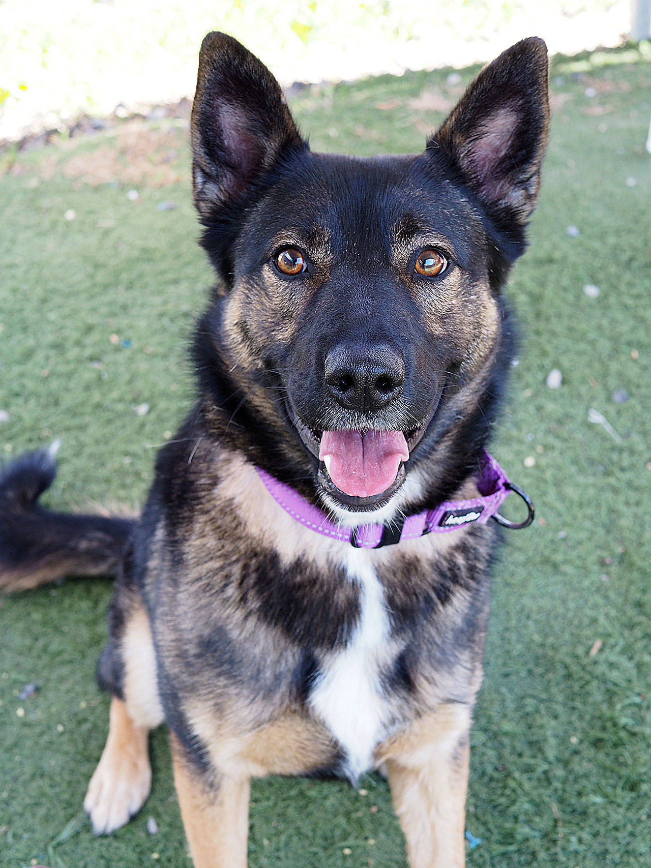 Ruby — Adoptable Pet of the Week | The Daily World