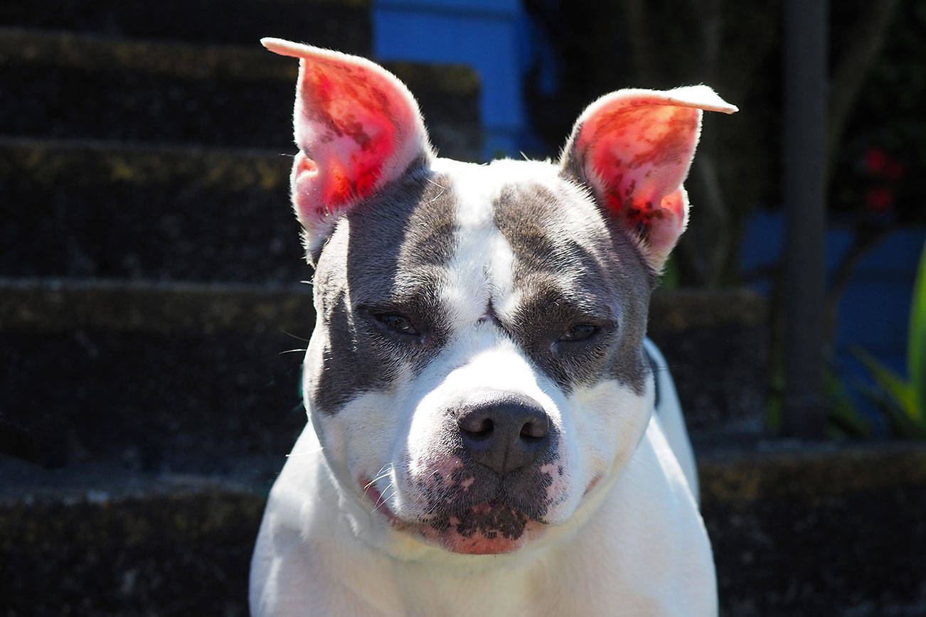 Scar — Adoptable Pet of the Week | The Daily World