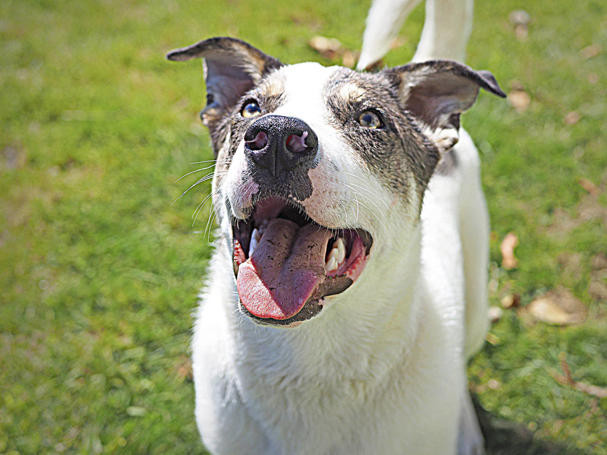 Chance — Adoptable Pet of the Week | The Daily World