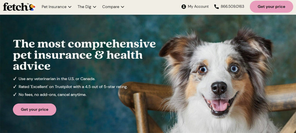 Fetch Pet Insurance Reviews - Does It Work? | The Daily World