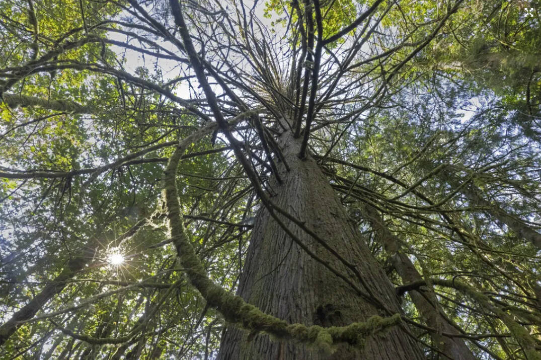 Has this iconic Northwest tree reached a tipping point? | The Daily World