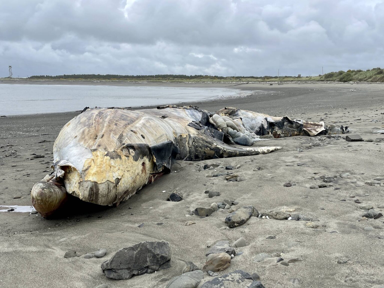 Whale carcass will remain on Westport beach | The Daily World