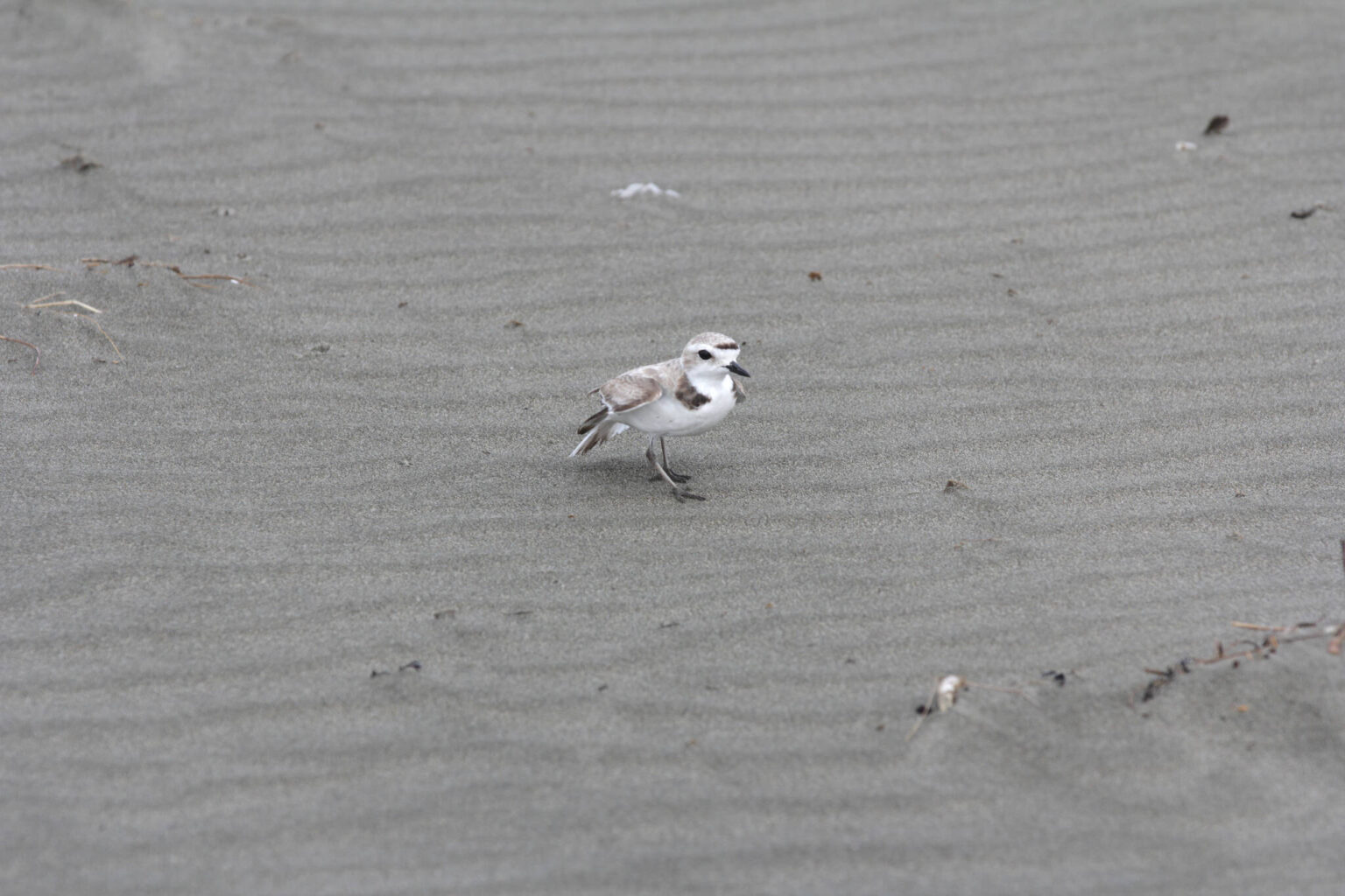 Surviving by the shore: observing the snowy plovers | The Daily World