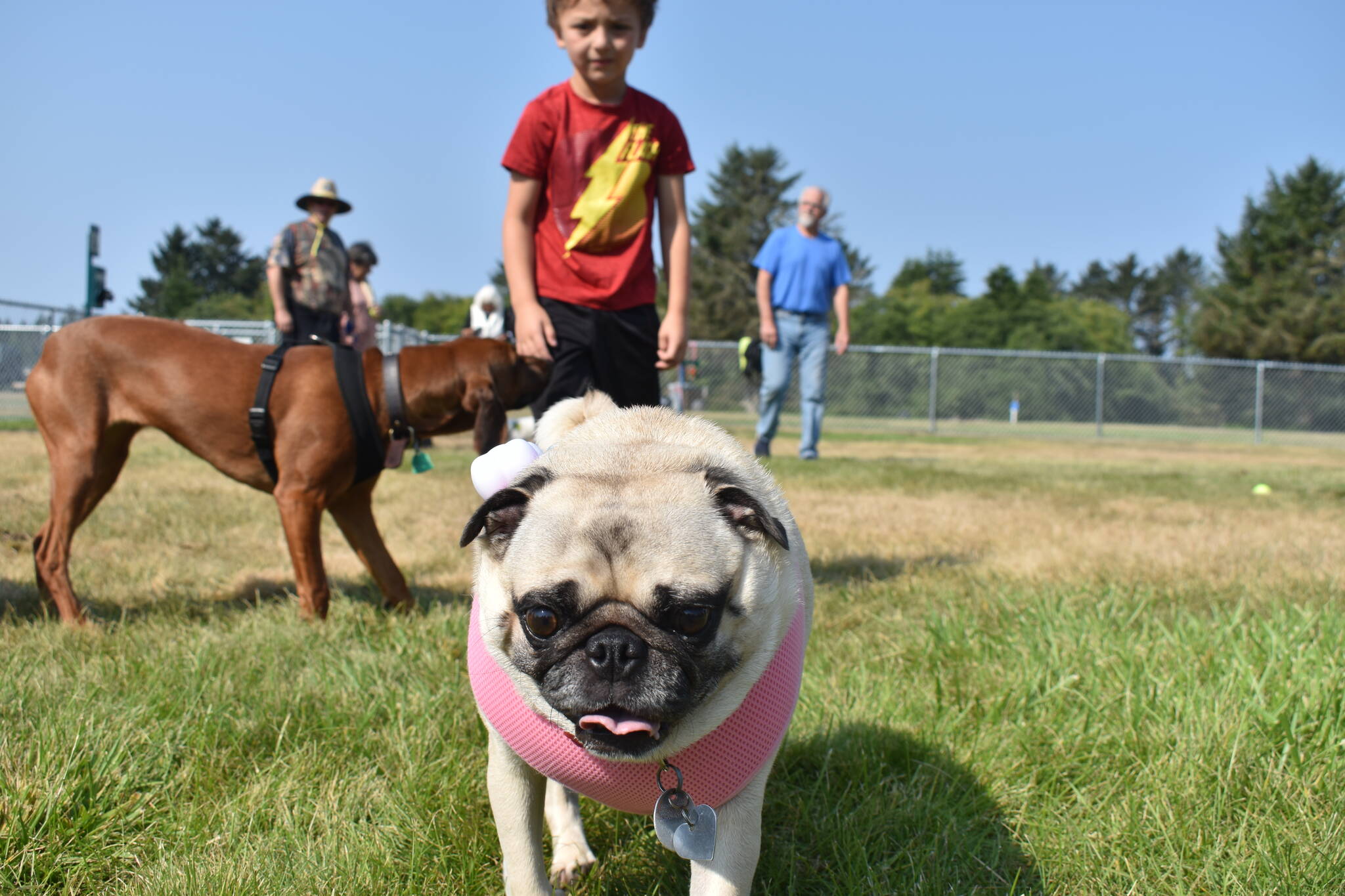 Pups prance at Chinook Park | The Daily World