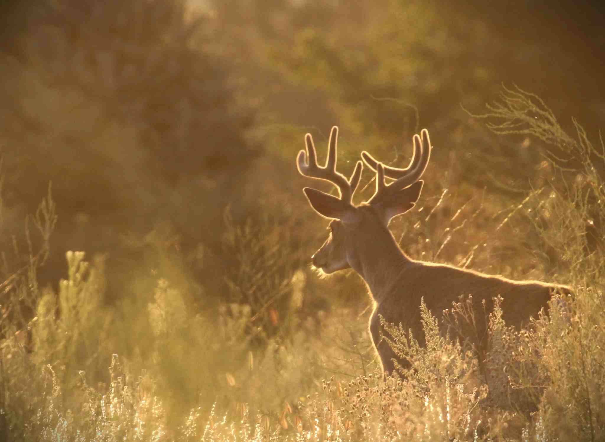 Public comment periods open for hunting season rule changes | The Daily ...