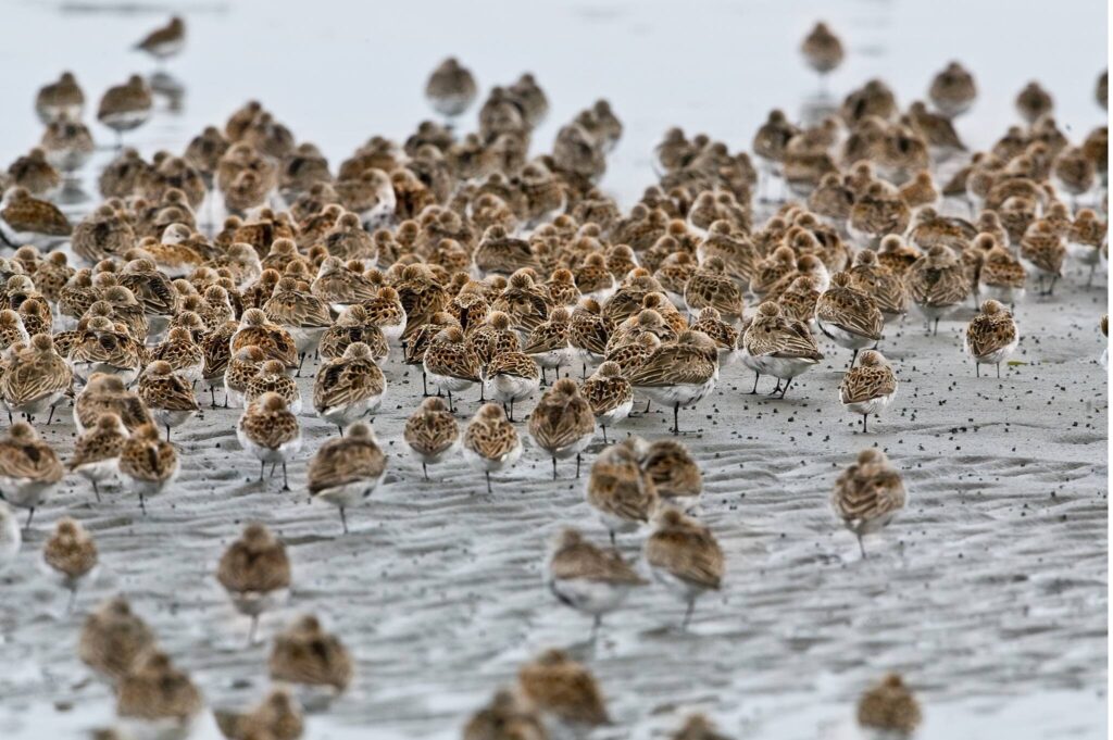 An annual bird invasion | The Daily World