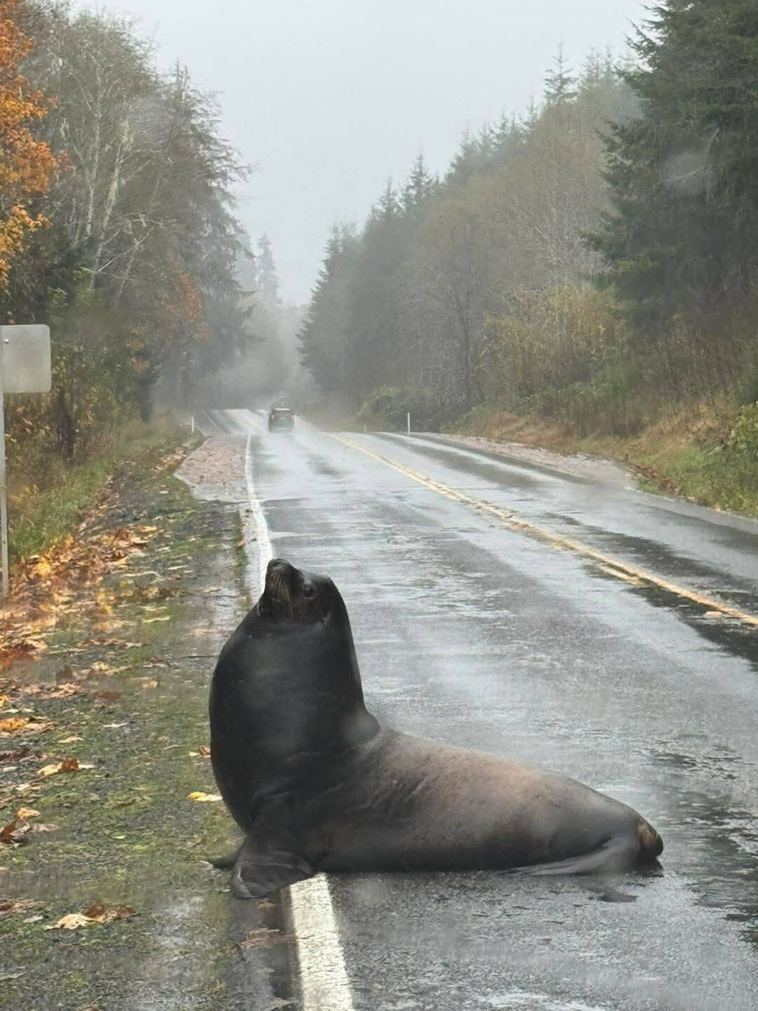 Storm downs trees, knocks out power and leaves a sea lion parked on a ...