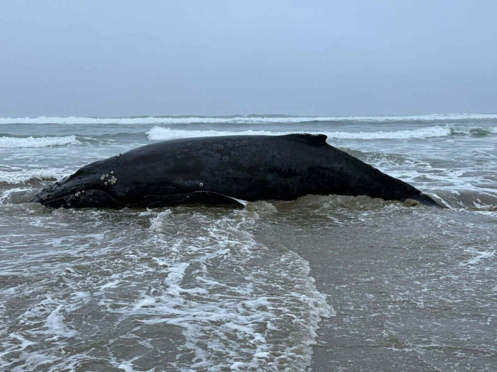 Young whale stranded on Oregon Coast euthanized | The Daily World