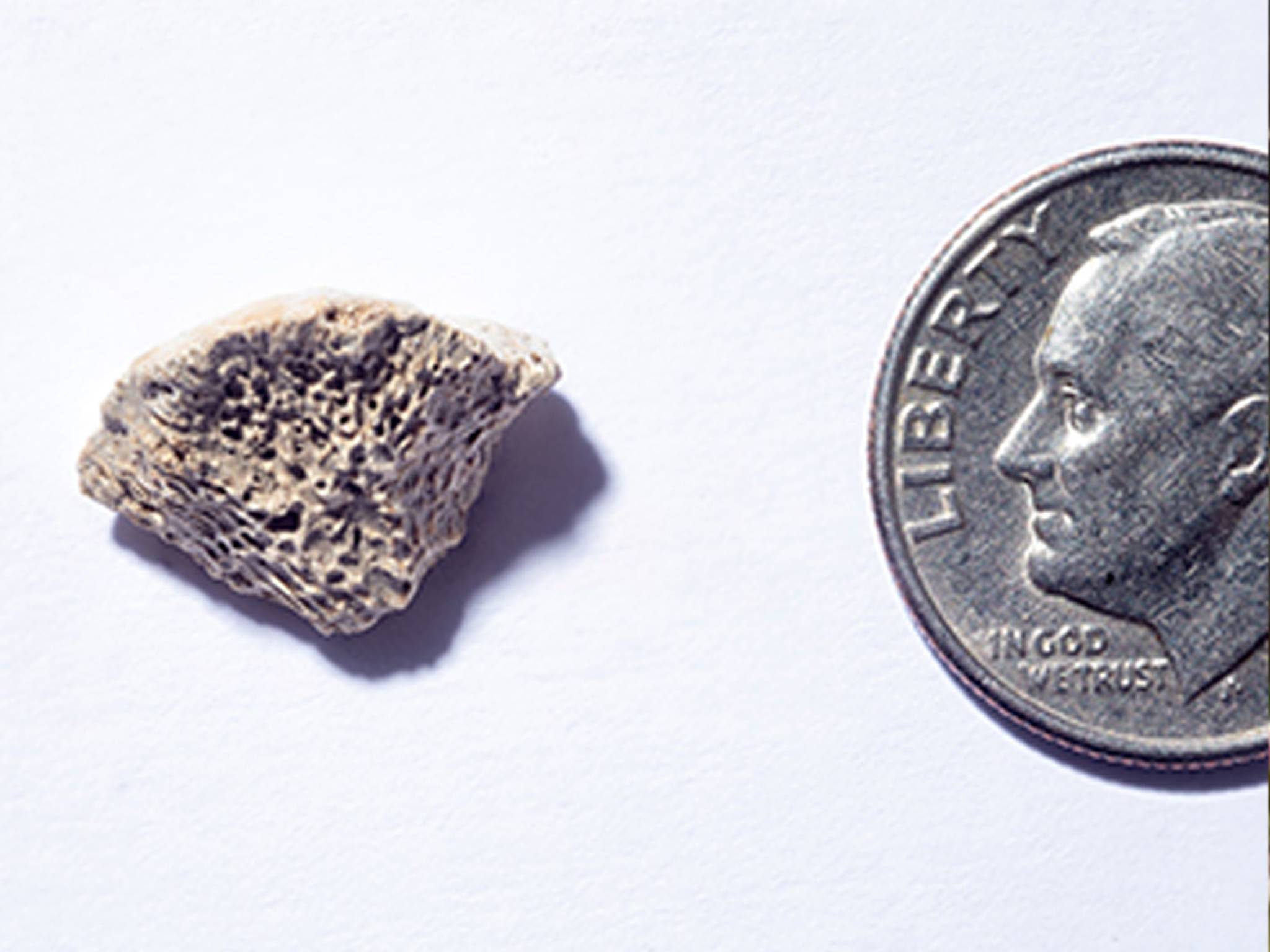 10,000-year-old dog bone found in Alaska offers answers for when ...