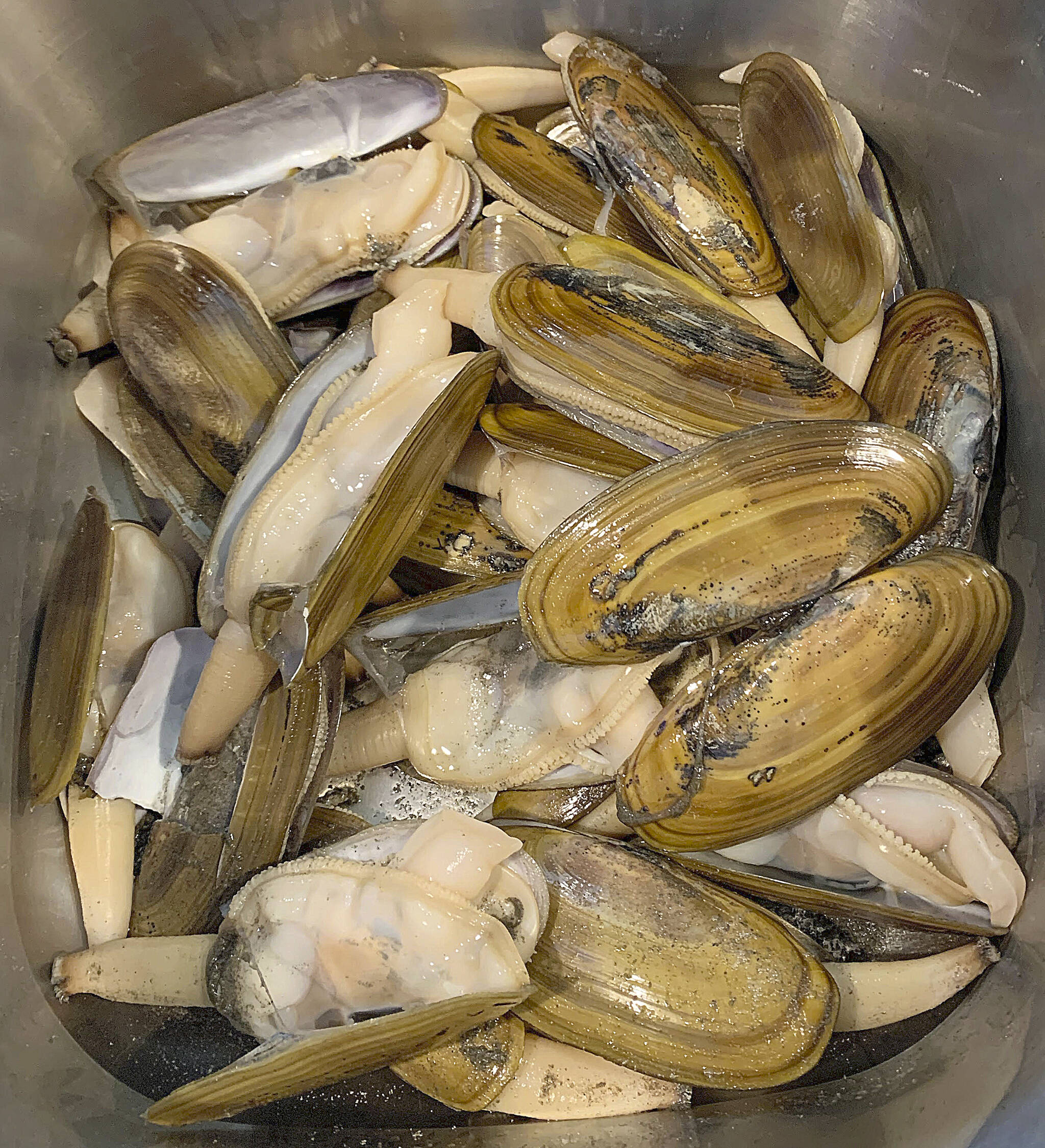 Paralytic shellfish poison found in Harbor | The Daily World