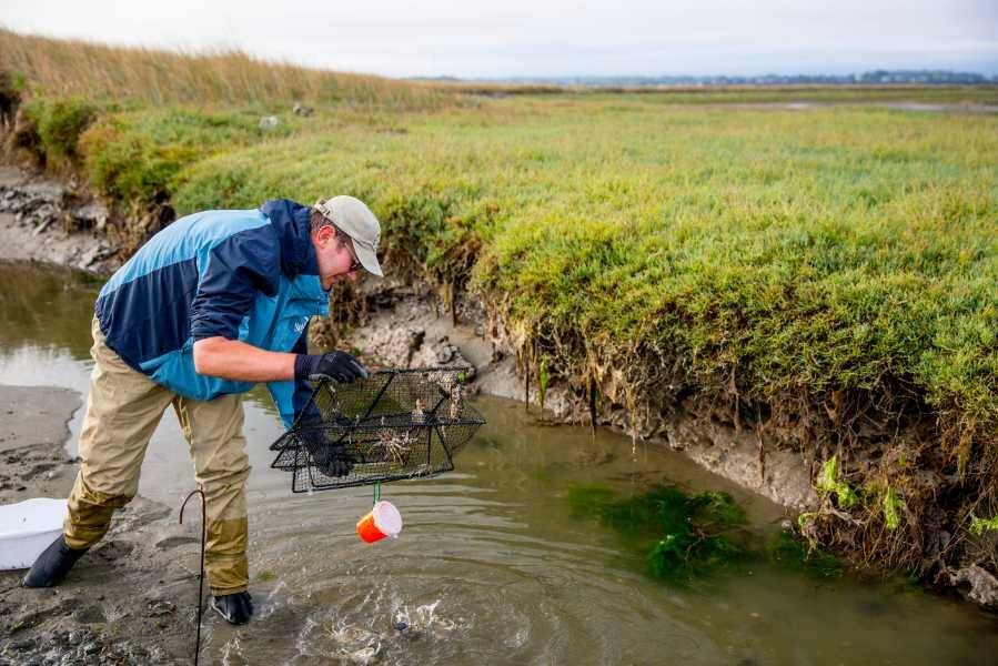 Researchers to map the genome of invasive European green crab | The ...