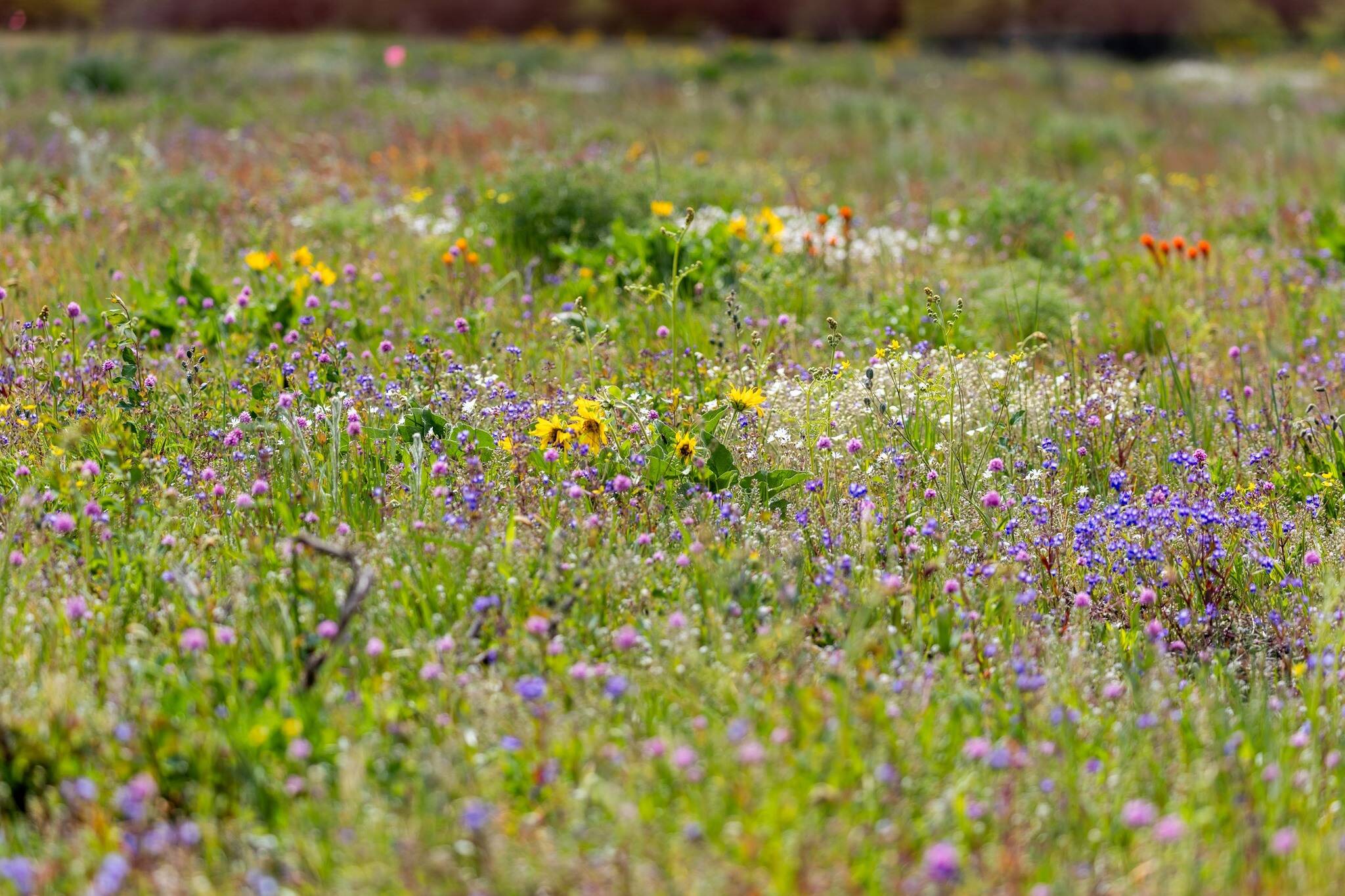 WDFW, prisoners release butterflies in the prairie | The Daily World
