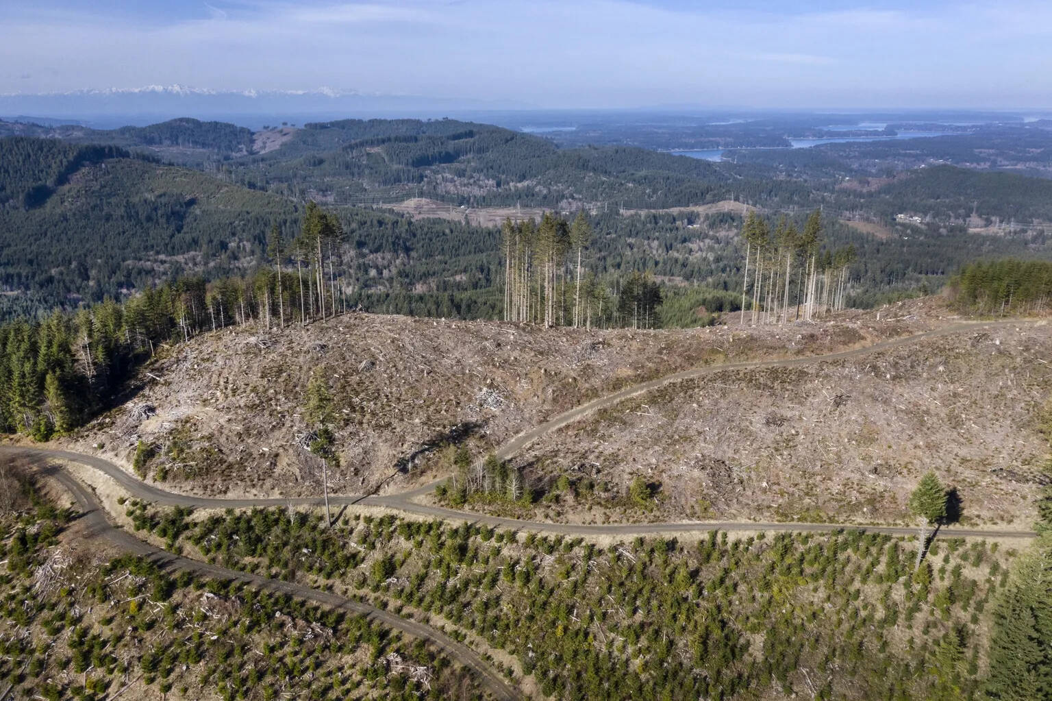 DNR sets aside 77,000 acres of older state-owned forests | The Daily World
