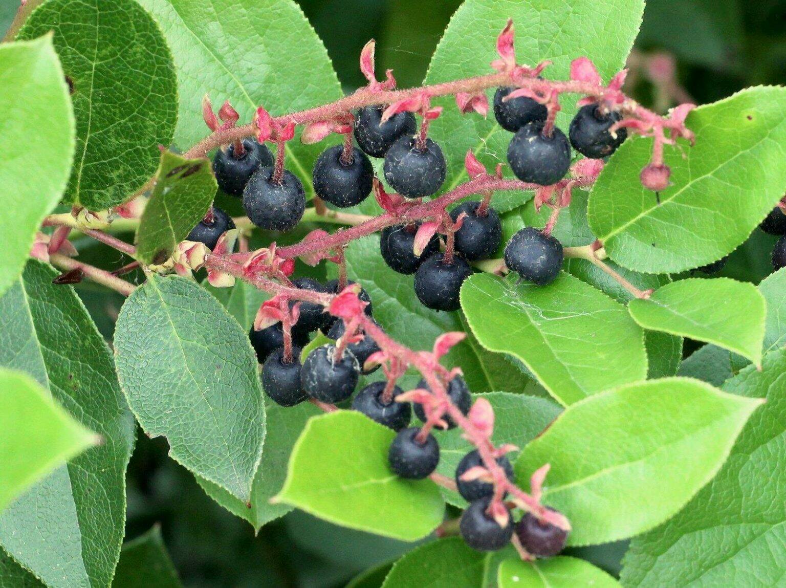 Commercial salal permit sales in Olympic National Forest underway | The ...