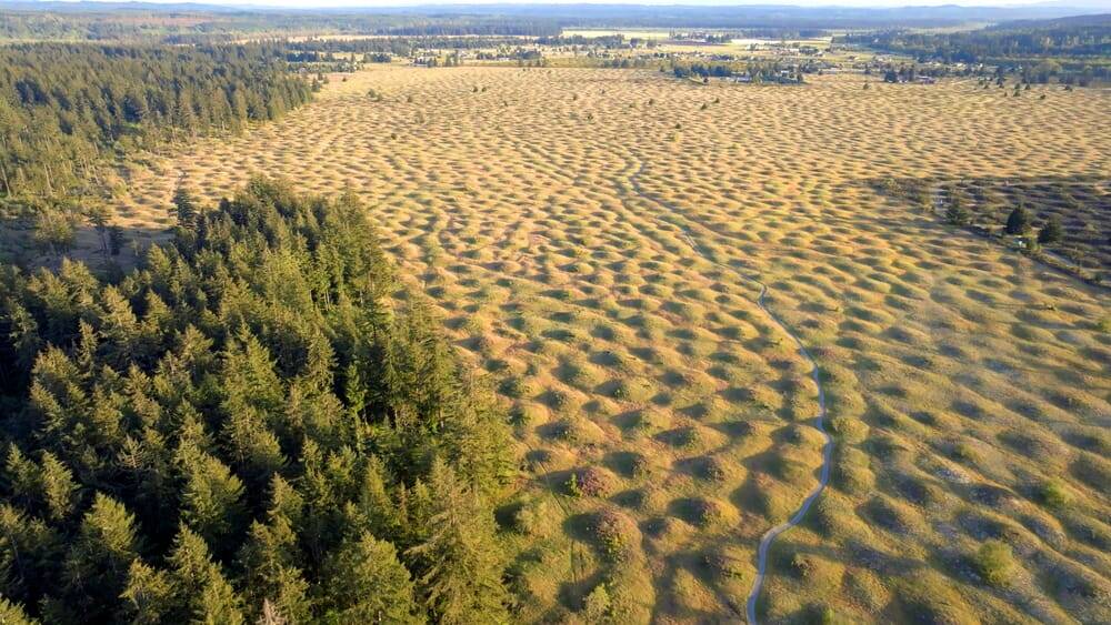 The mystery of Washington’s Mima Mounds prairie bumps | The Daily World