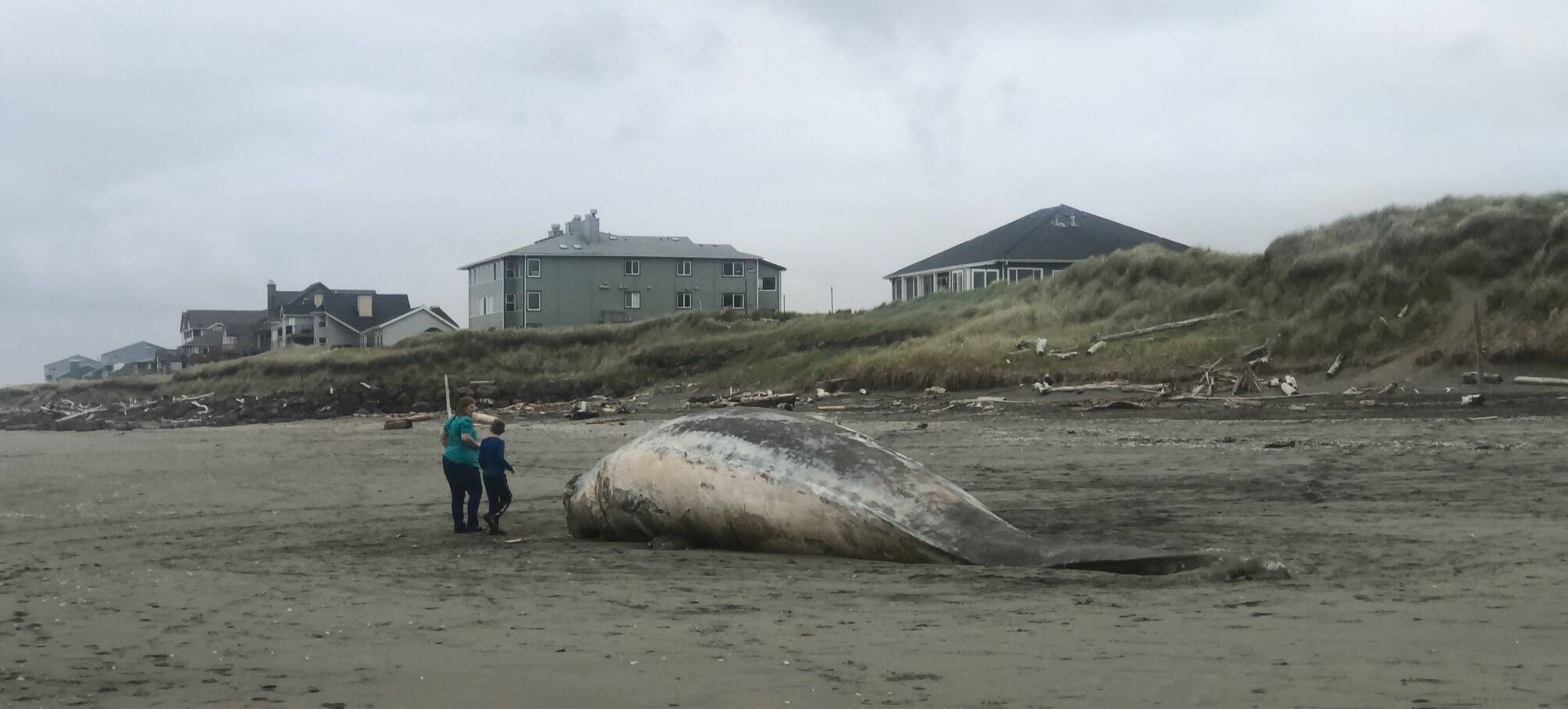 Another dead gray whale washes up on the Ocean Shores beach | The Daily ...