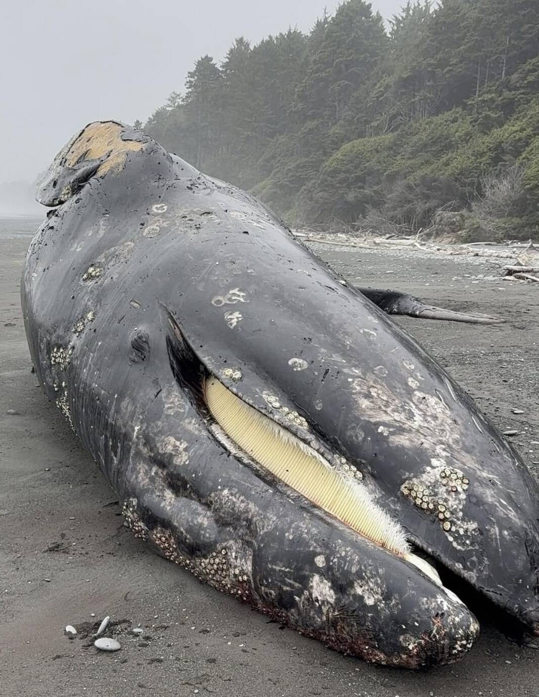 More gray whales found dead along the coast | The Daily World
