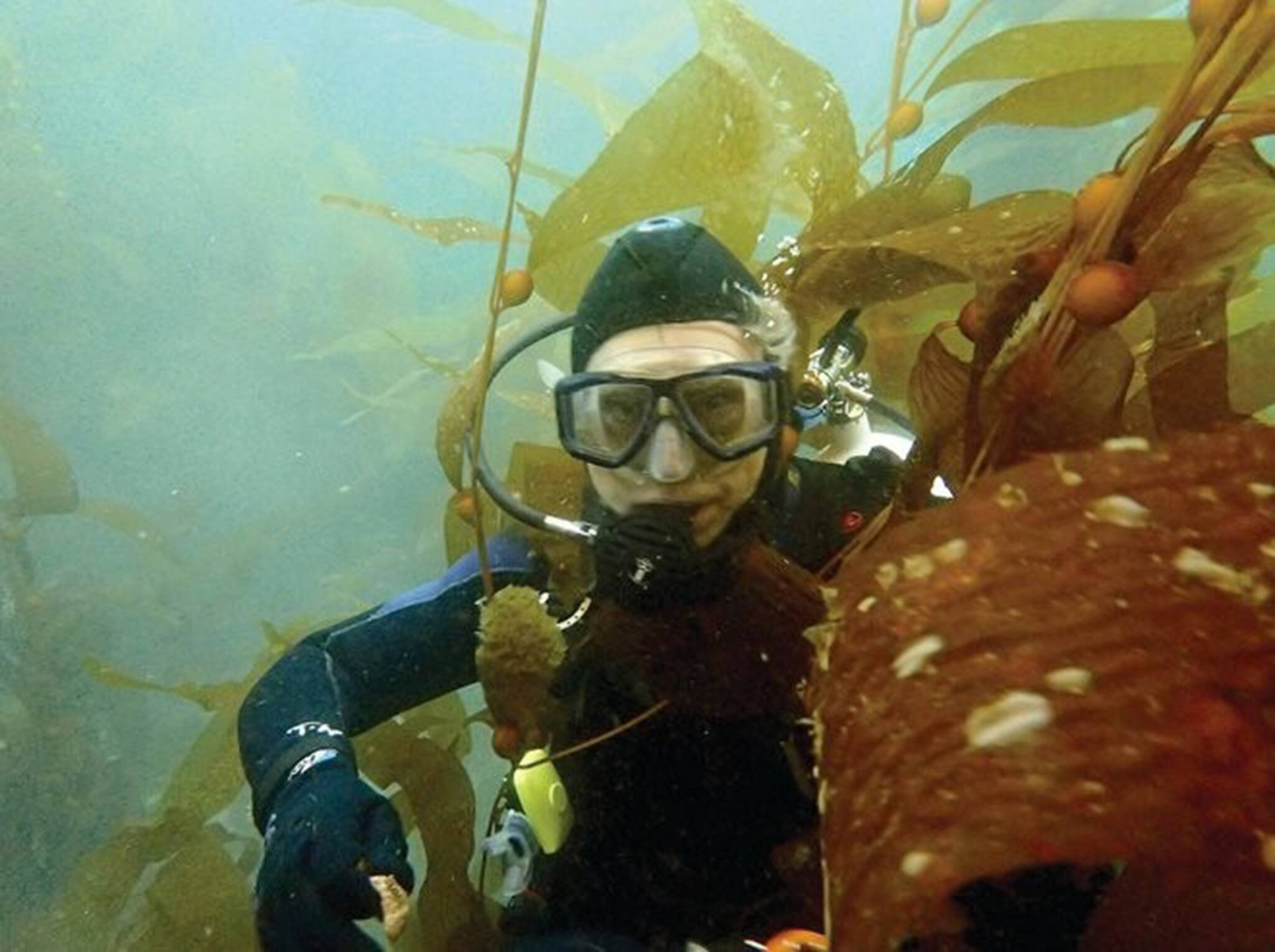 Save our endangered kelp forests from warming seas | The Daily World