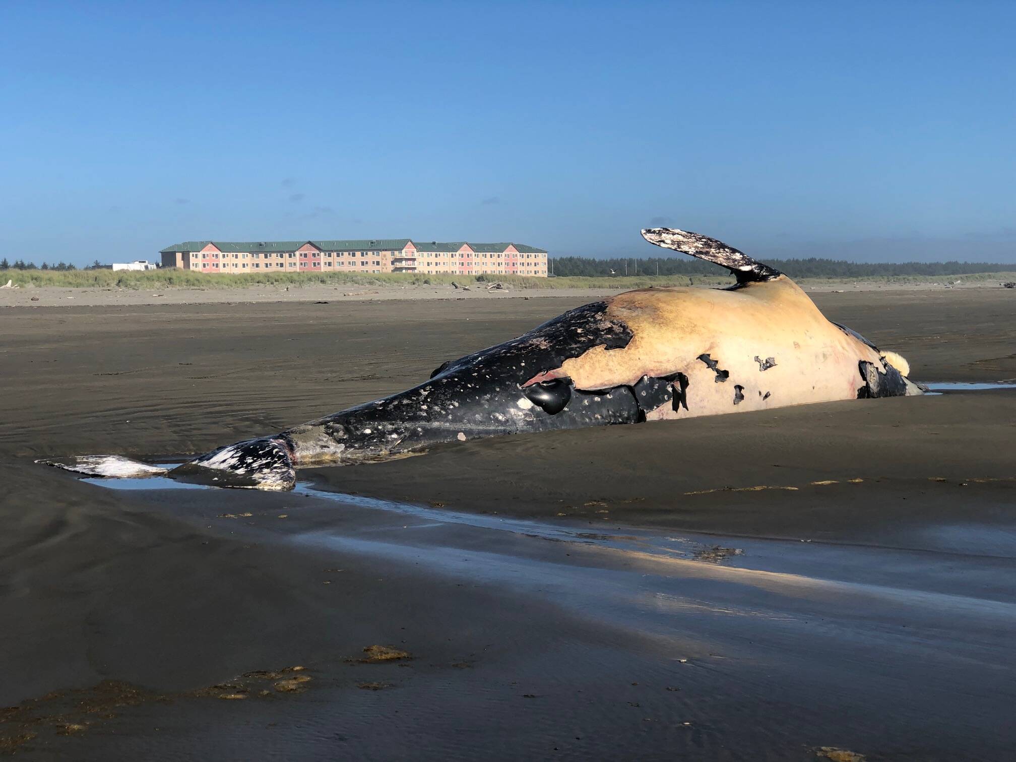 Three more dead gray whales wash up in Moclips, Quinault Indian Nation ...
